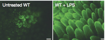 The PO challenge – EvolutionMedicine