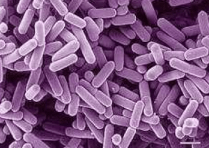 A memory probiotic? – EvolutionMedicine