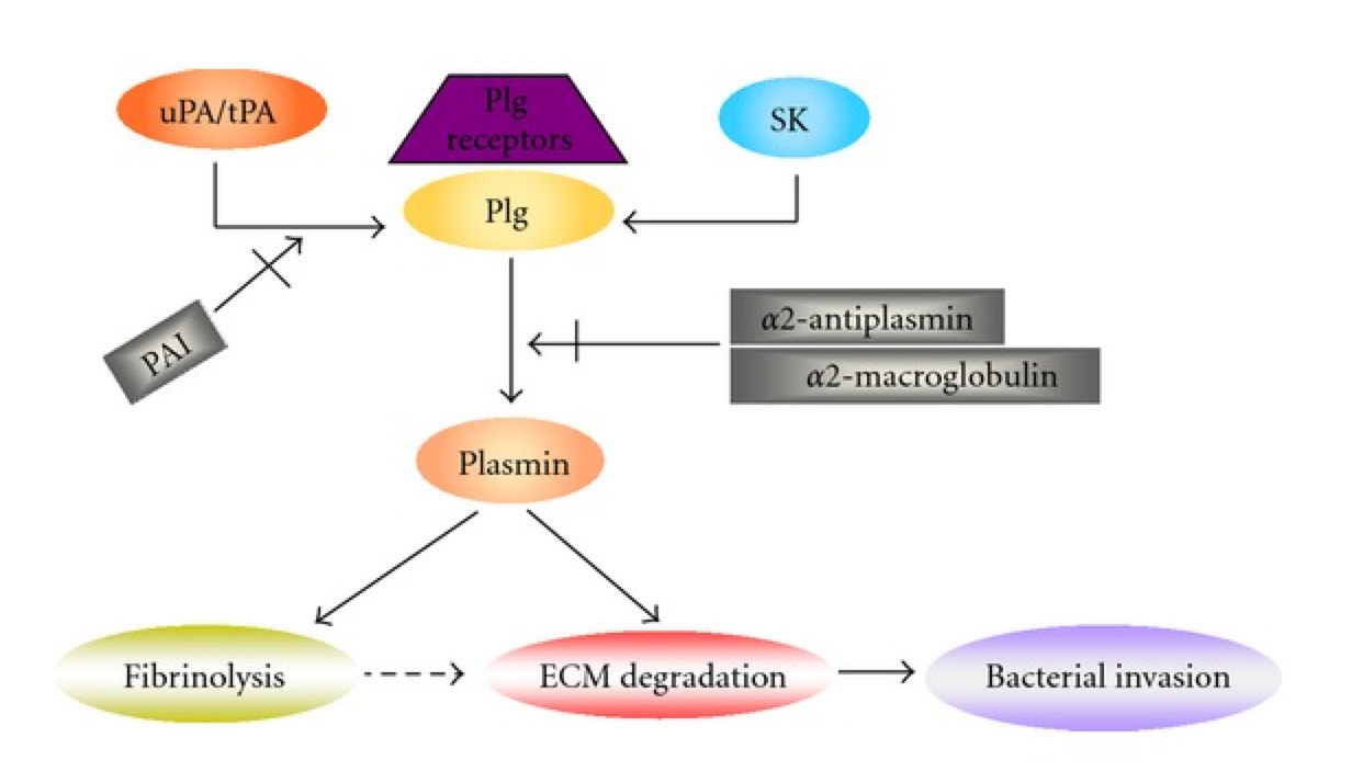 Why do bacteria dissolve clots? – EvolutionMedicine
