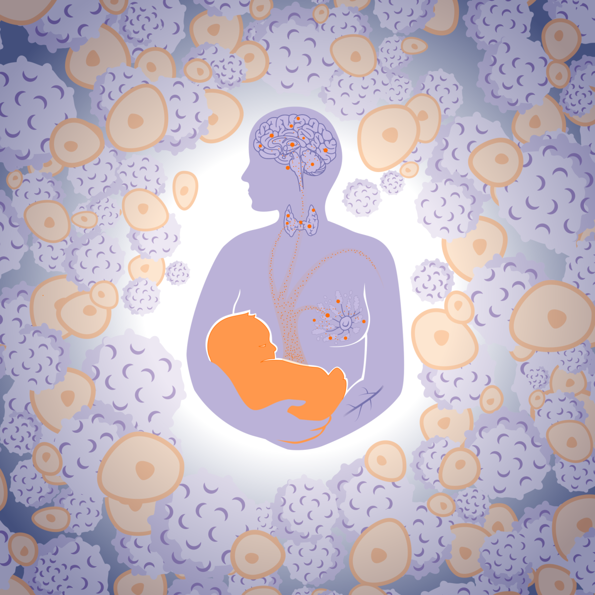 Microchimerism and maternal health – EvolutionMedicine