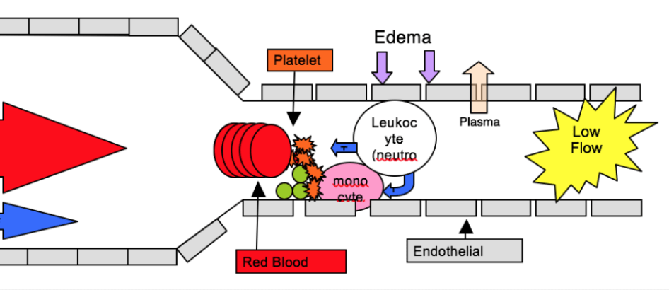 High altitude edema – EvolutionMedicine