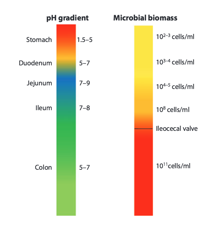 Conflict in the colon? – EvolutionMedicine