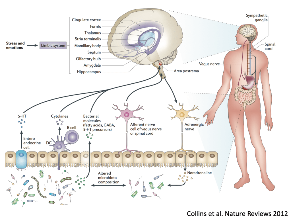Catecholamines helpful or harmful in critical illness? – EvolutionMedicine