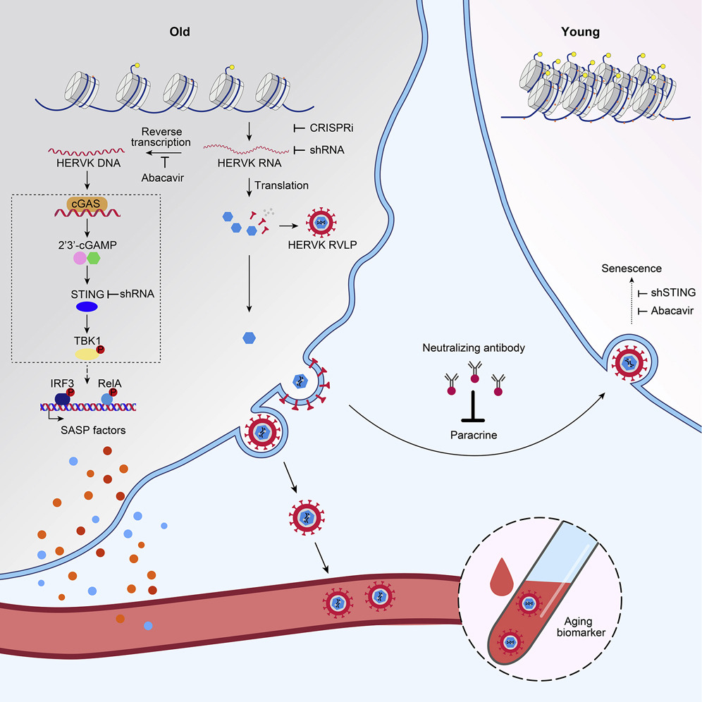 Endogenous retroviruses and aging – EvolutionMedicine